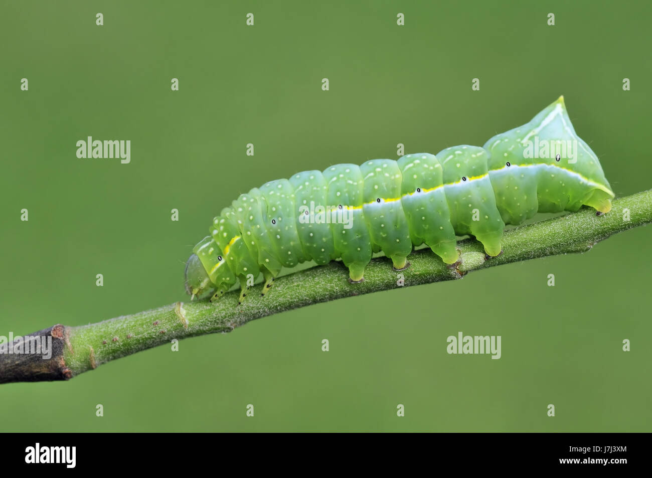 animal insect caterpillar blade larva macro close-up macro admission ...