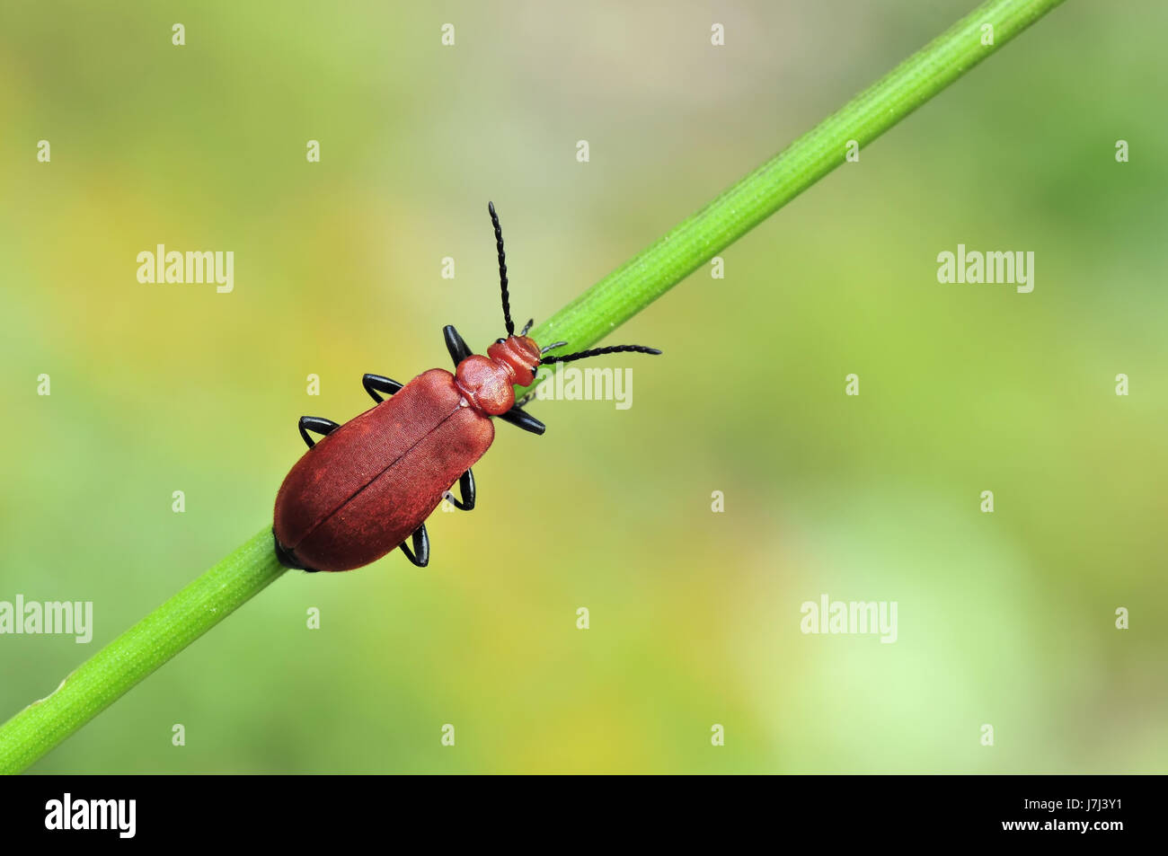 Red headed fire beetle hi-res stock photography and images - Alamy