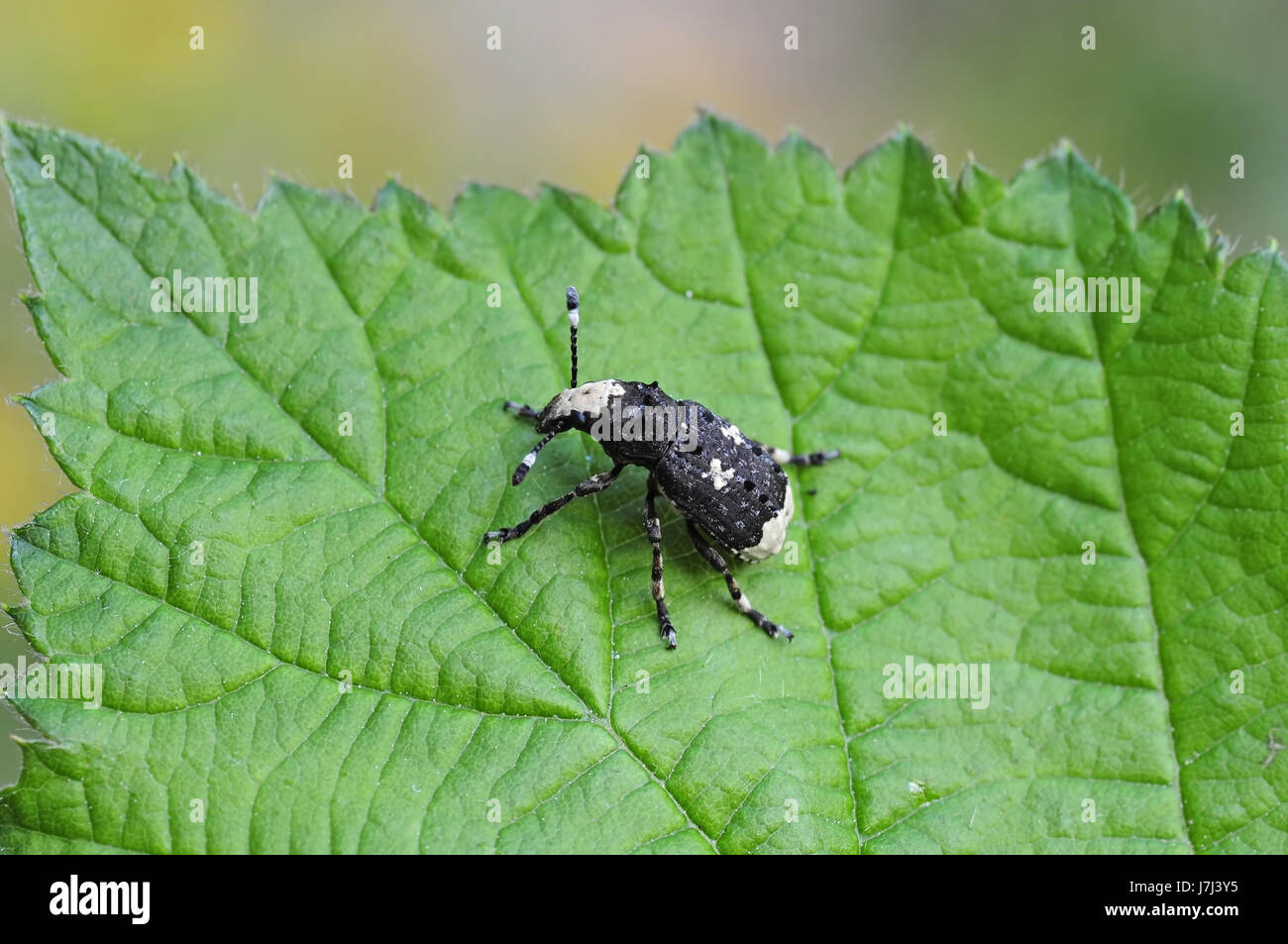 animal insect beetle proboscis weevil leaf macro close-up macro ...