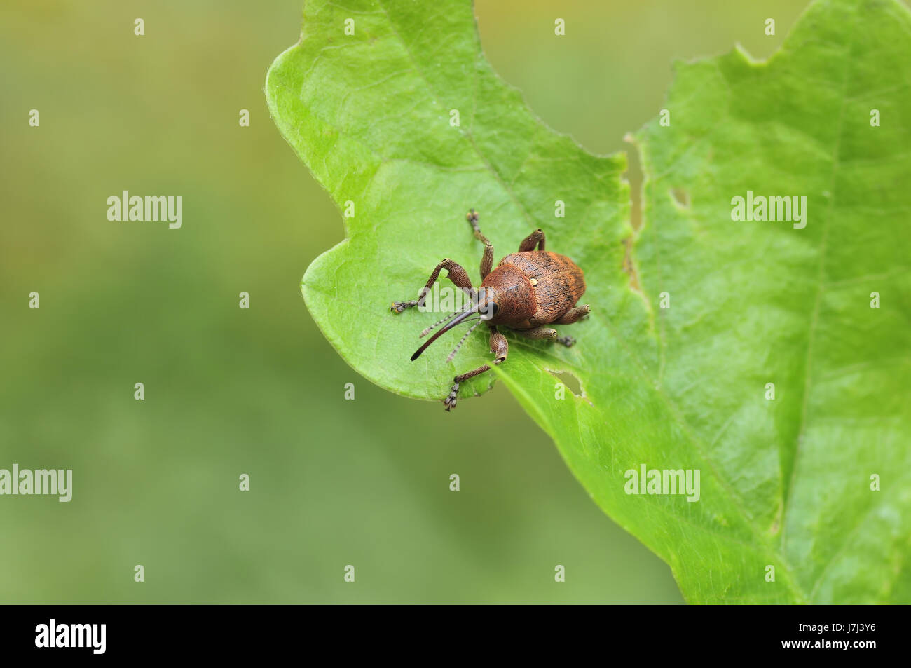 leaf animal insect beetle oak proboscis weevil leaf macro close-up ...