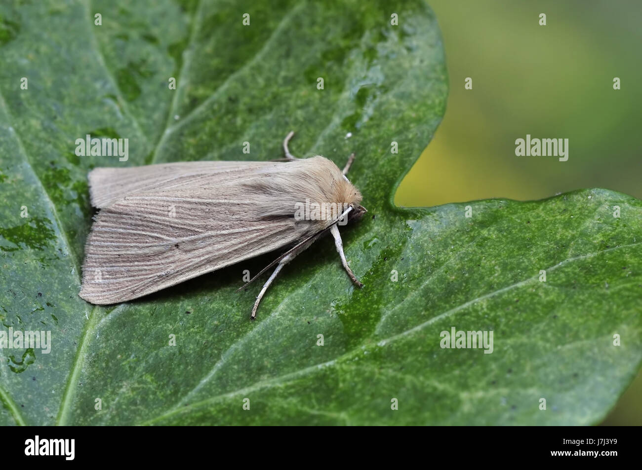 animal insect butterfly moth owl leaf macro close-up macro admission ...