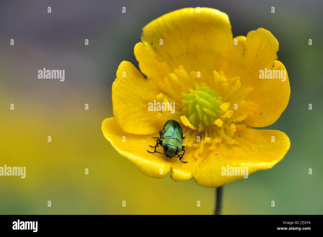 animal insect flower plant bloom blossom flourish flourishing beetle ...