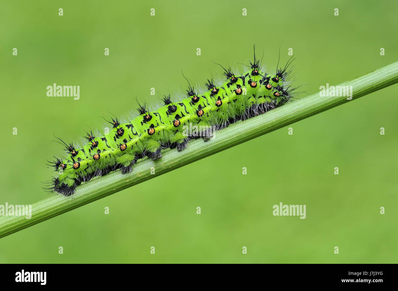animal insect caterpillar larva macro close-up macro admission close up ...