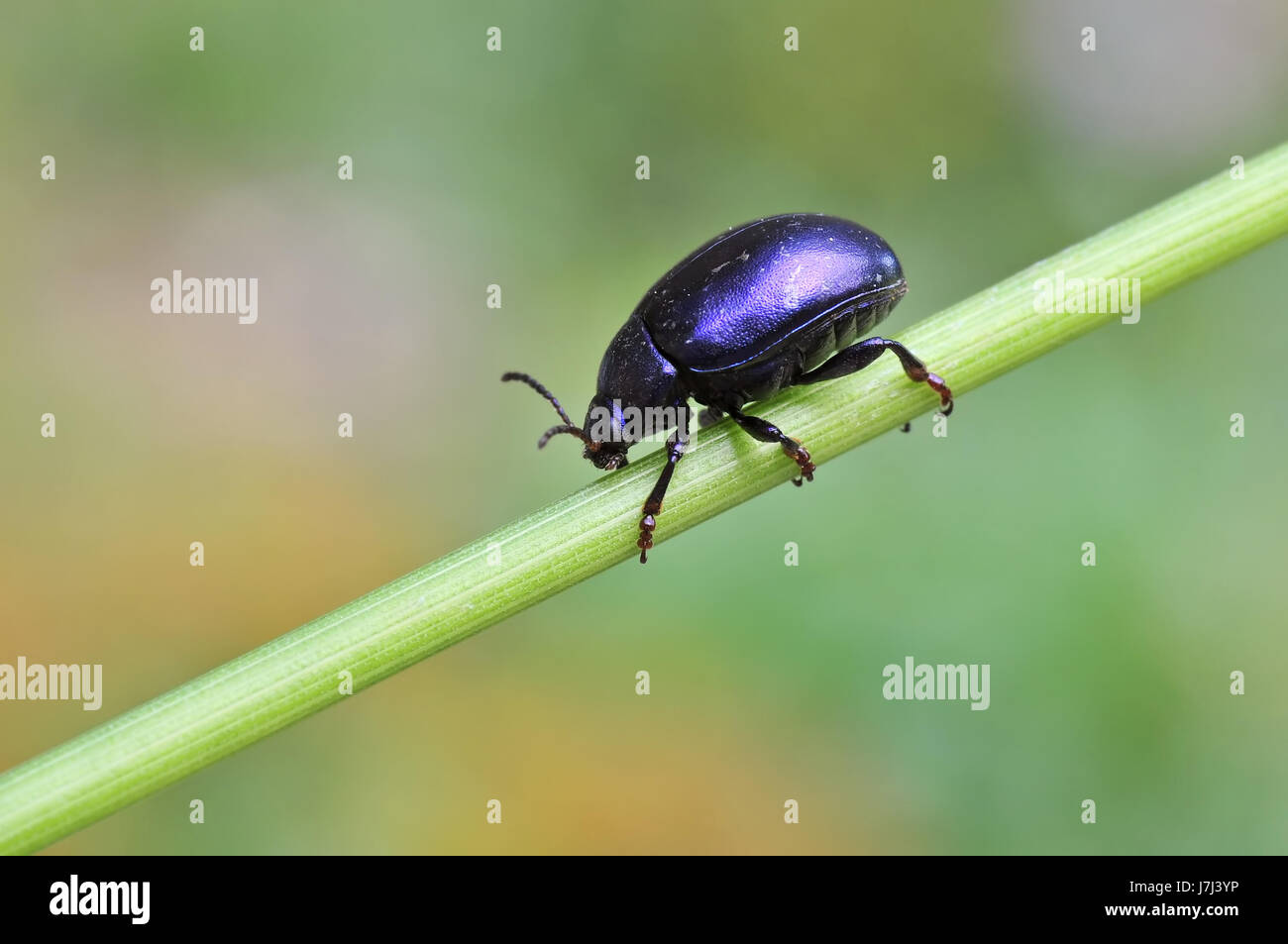 Leaf beetles hi-res stock photography and images - Alamy