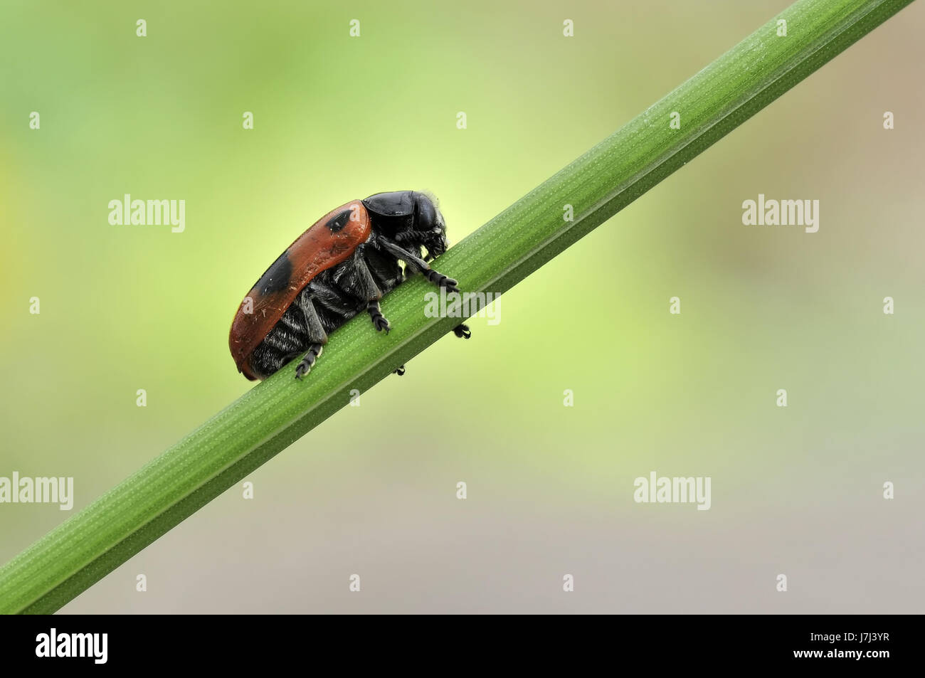 Ant Bag High Resolution Stock Photography and Images - Alamy