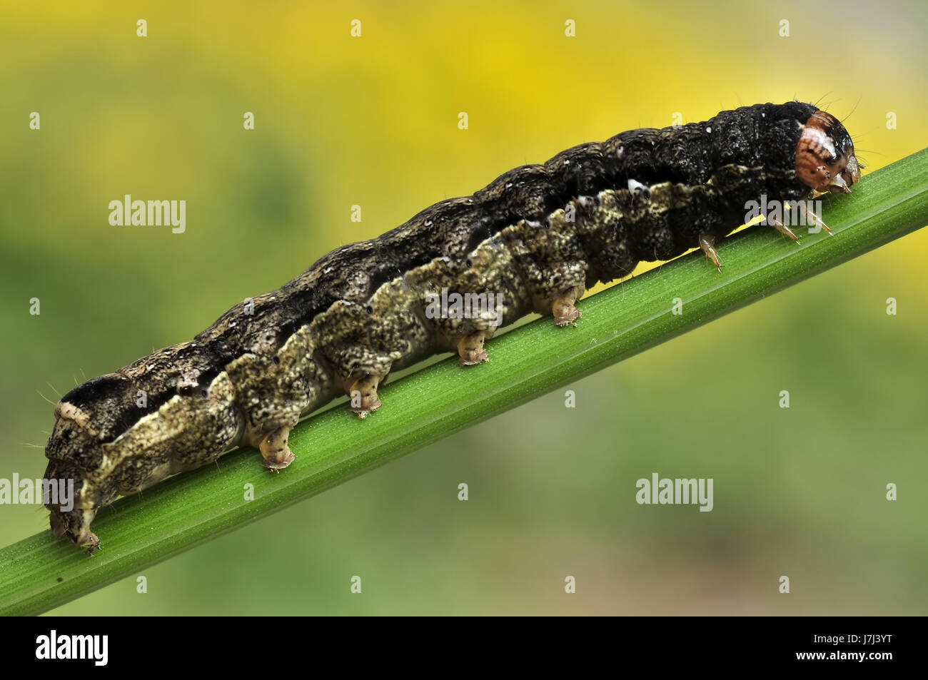 animal insect caterpillar larva macro close-up macro admission close up ...