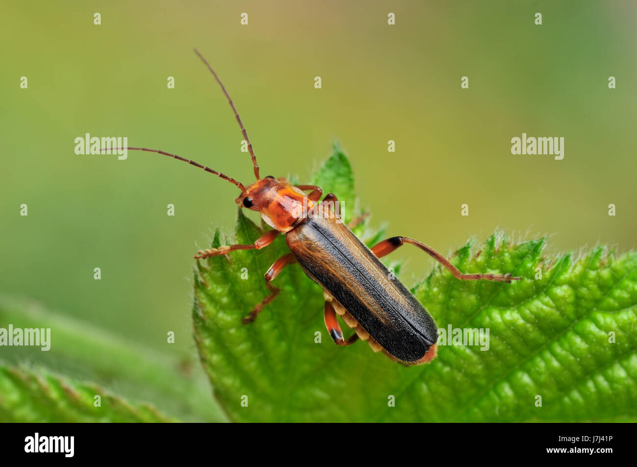 animal insect beetle macro close-up macro admission close up view ...