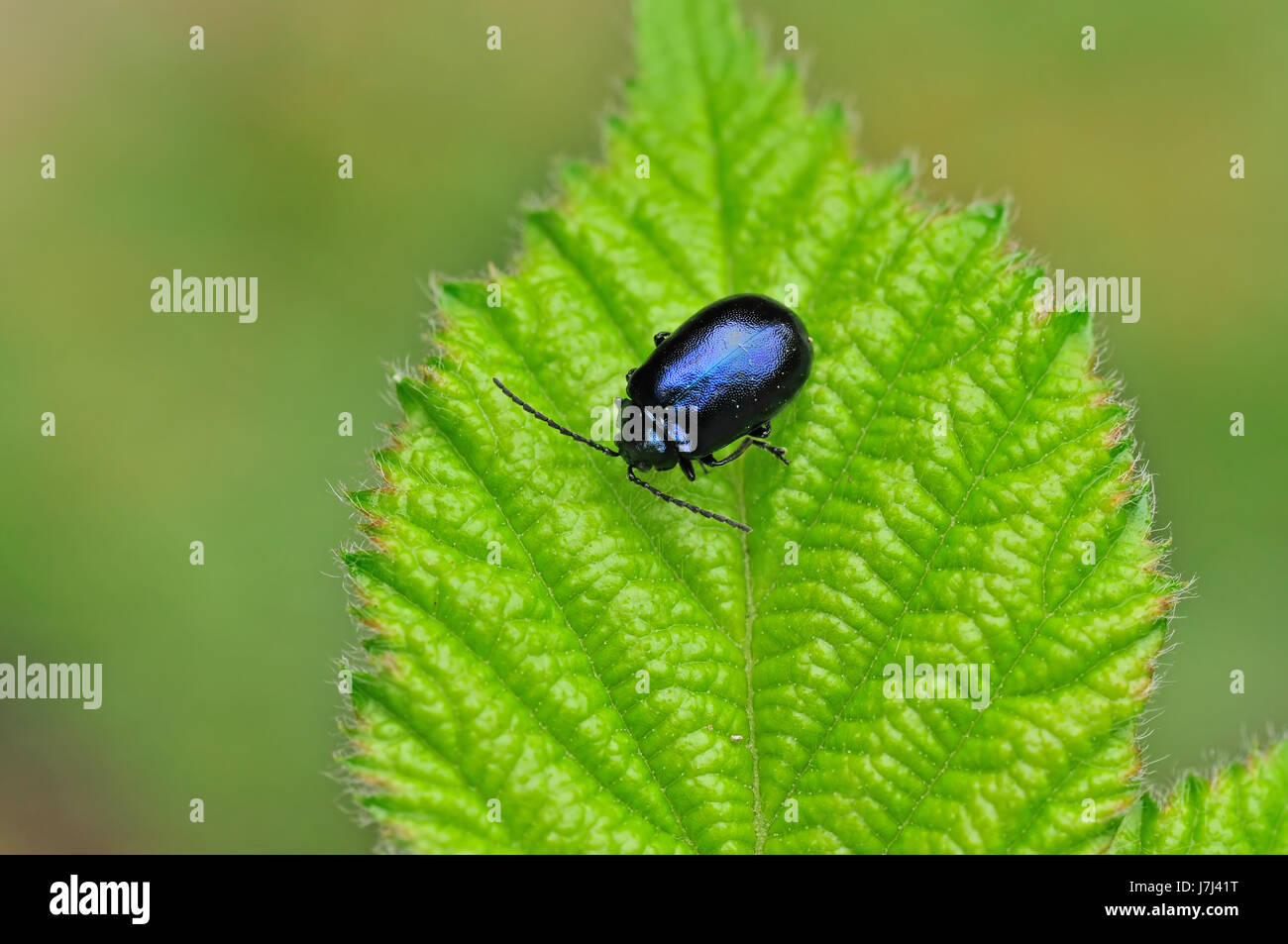 blue alder leaf beetle Stock Photo - Alamy