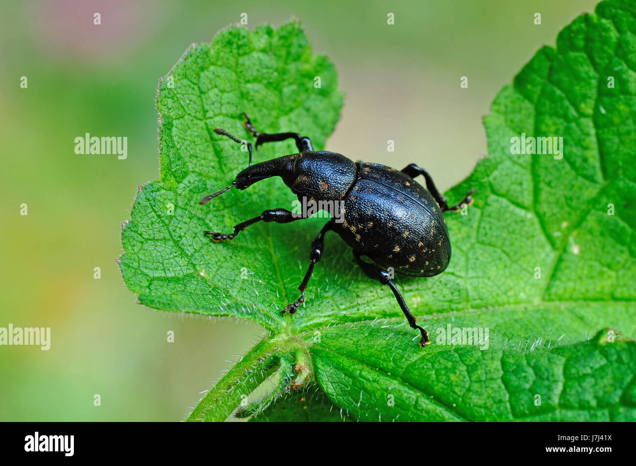 Weevil liparus germanus hi-res stock photography and images - Alamy