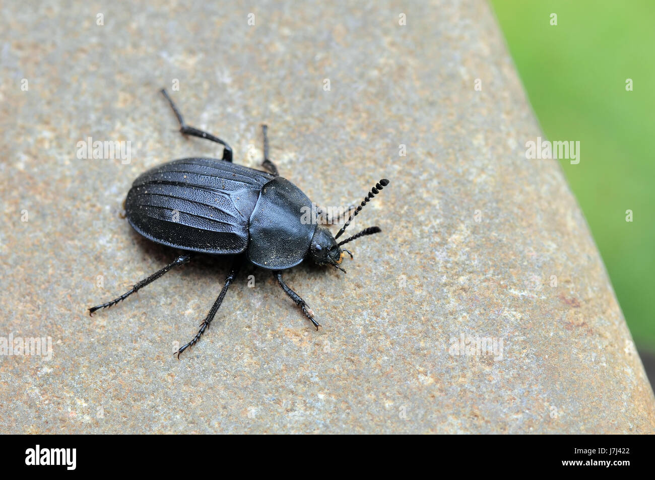Carrion beetles hi-res stock photography and images - Alamy