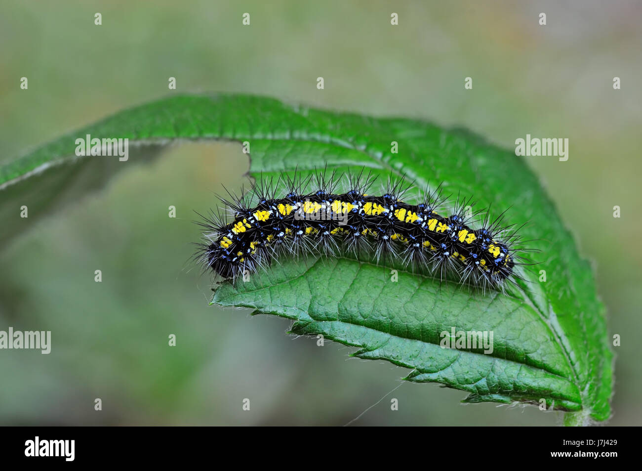 animal insect caterpillar larva macro close-up macro admission close up ...