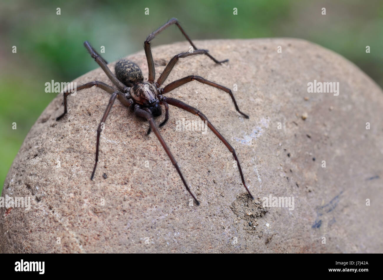 large angle spider Stock Photo - Alamy