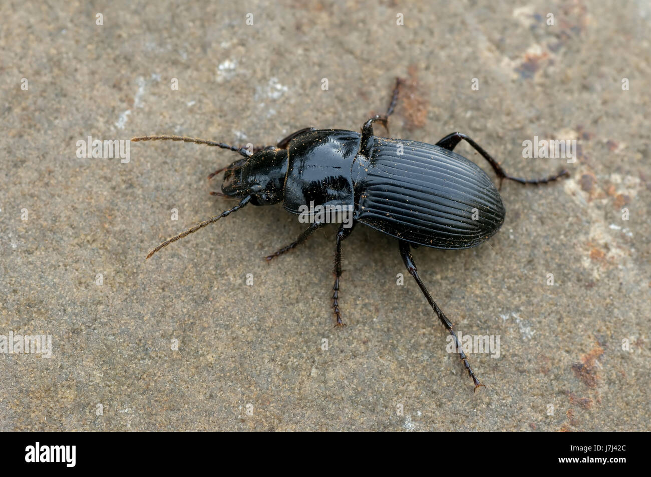 stone animal insect black swarthy jetblack deep black beetle predator ...