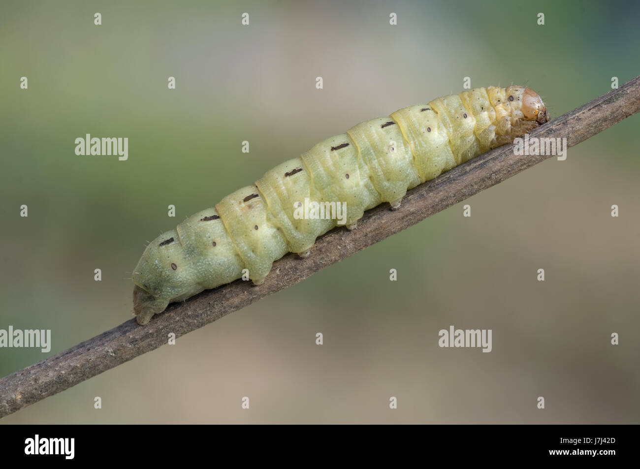 animal insect caterpillar larva macro close-up macro admission close up ...