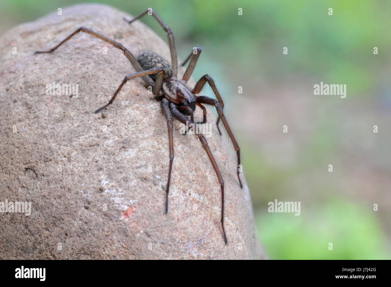 large angle spider Stock Photo - Alamy