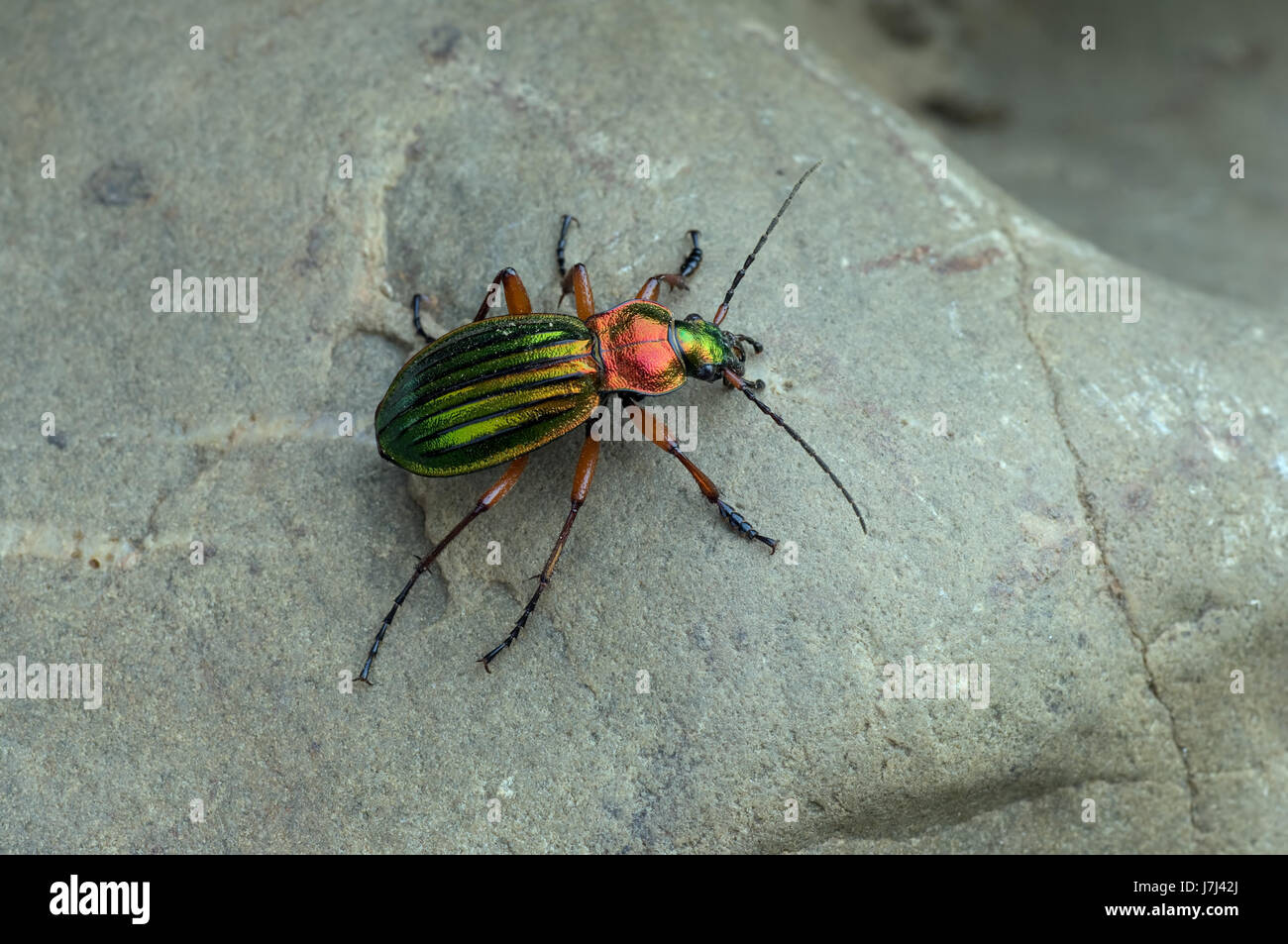 animal insect beetle predator bandit raider macro close-up macro ...