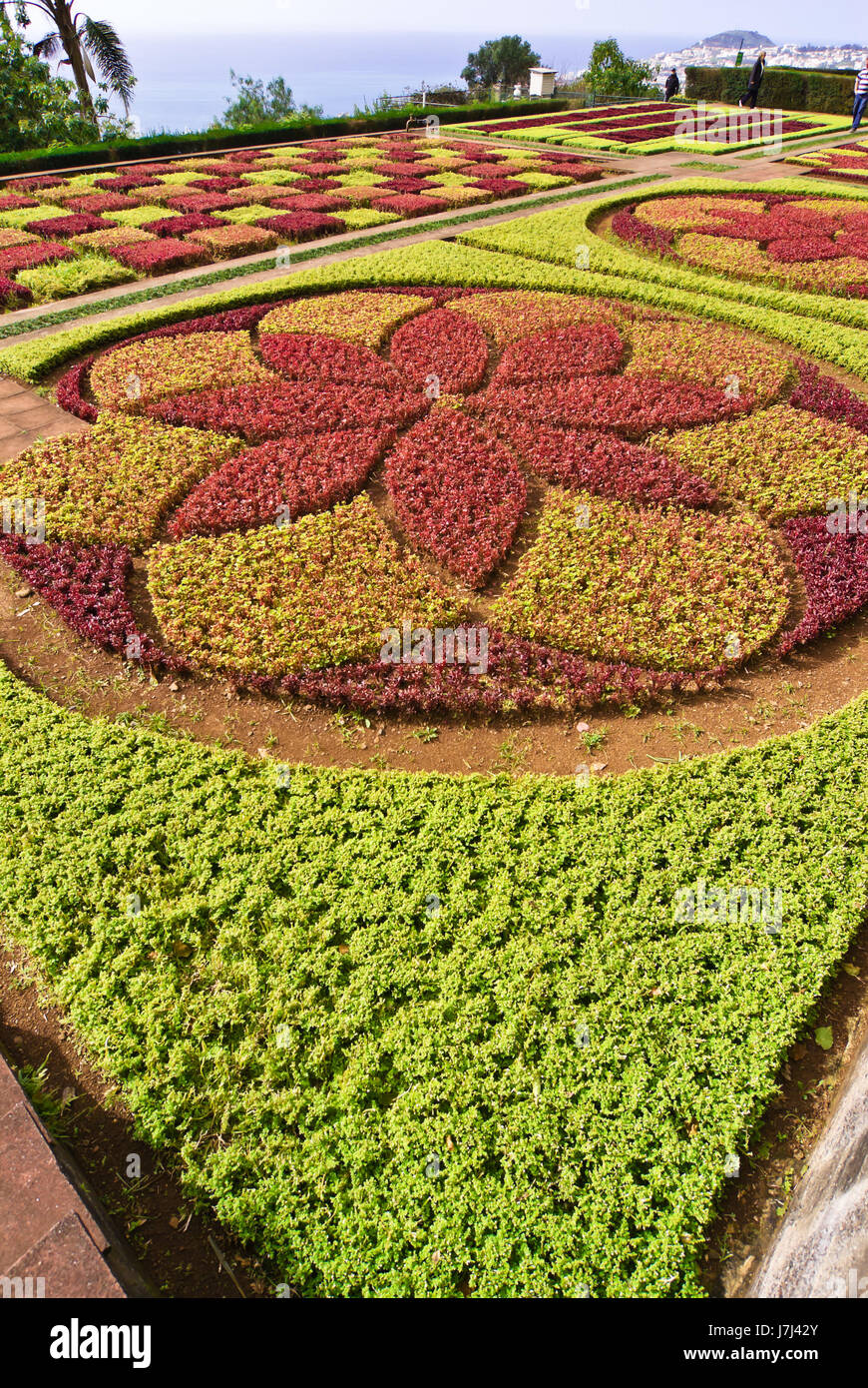 garden flower flowers plant botany portugal bed madeira gardens garden ...