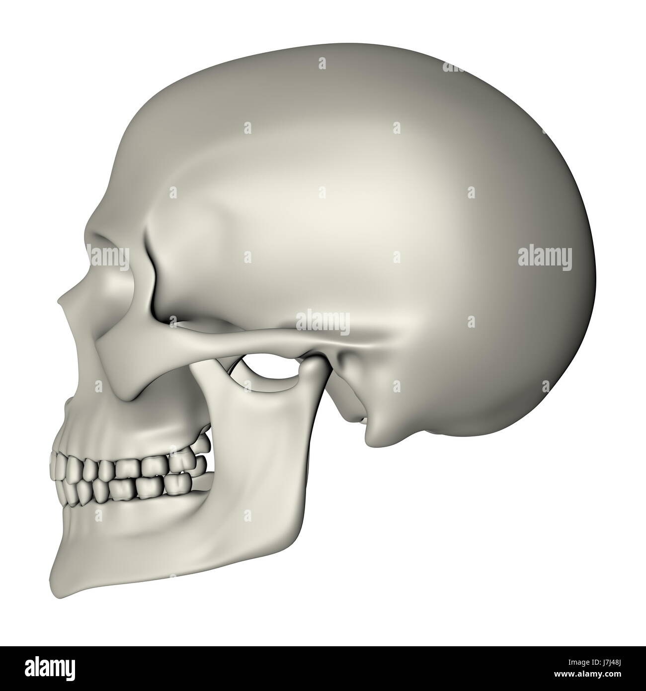 human human being skull skeleton physiology side head education ...