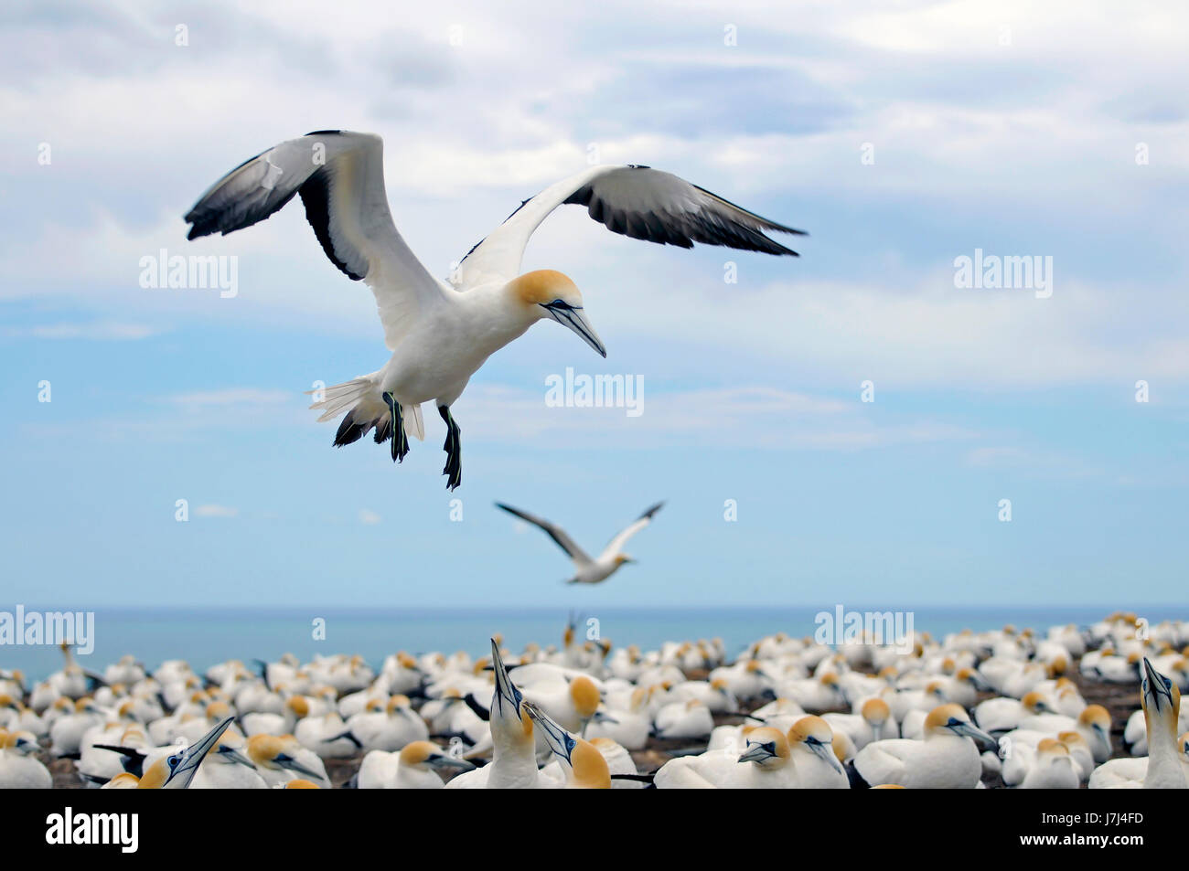 Cape kidnapper new zealand hi-res stock photography and images - Alamy