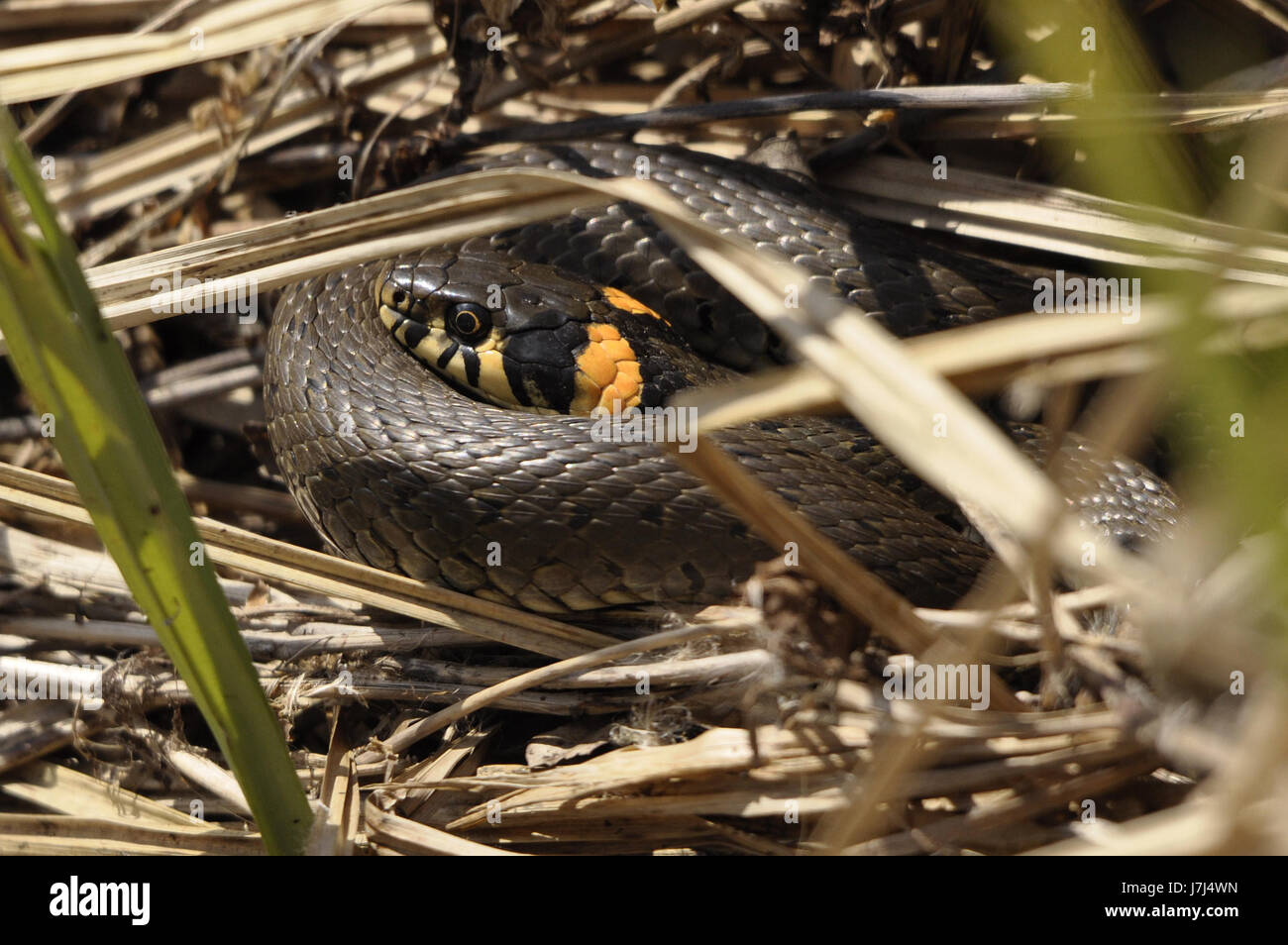 reptile conservation of nature snake viper nontoxic scaled grass snake ...