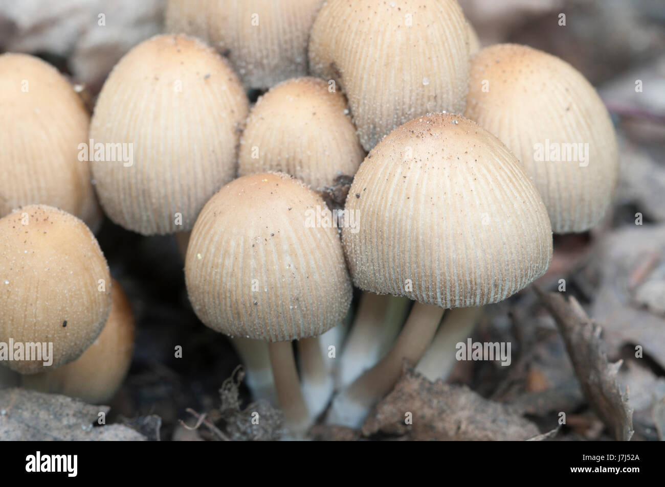 Mushroom with old leaves hi-res stock photography and images - Alamy