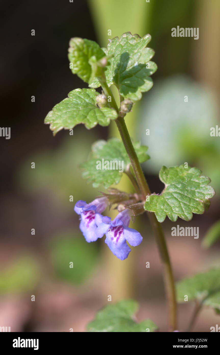 Glechoma hederacea flowers, close up shot, local focus Stock Photo - Alamy
