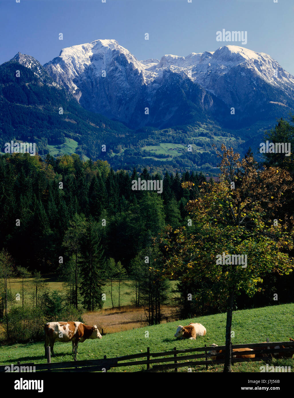 mountains alps europe bavaria germany german federal republic cattle ...