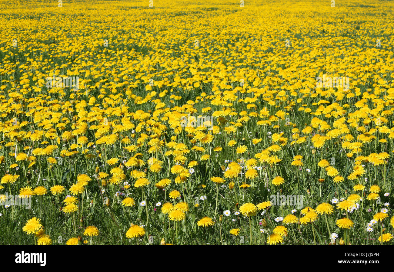 flower plant agriculture farming spring dandelion season meadow grass ...