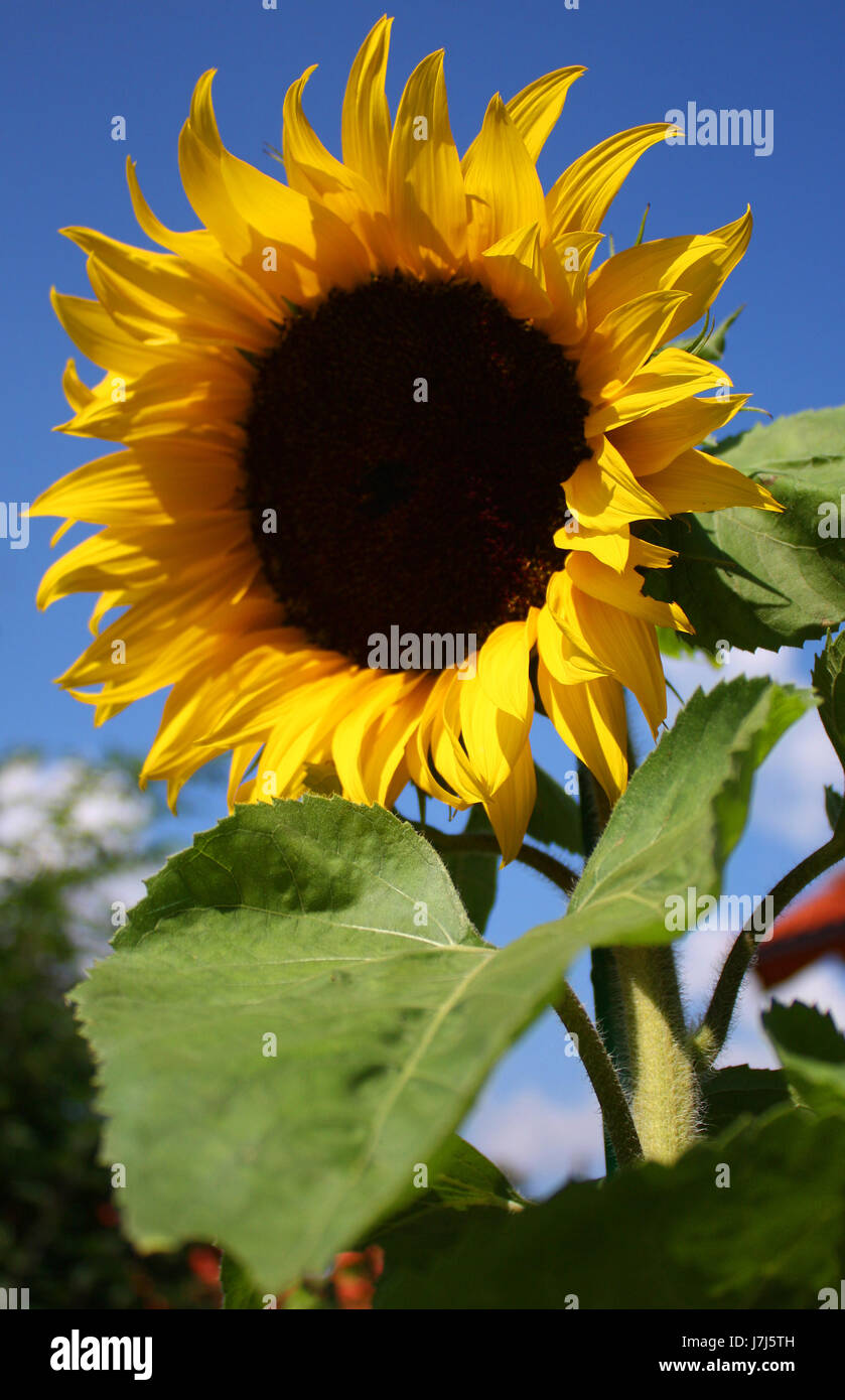 flower plant flora botany summer summerly sunflower season firmament ...