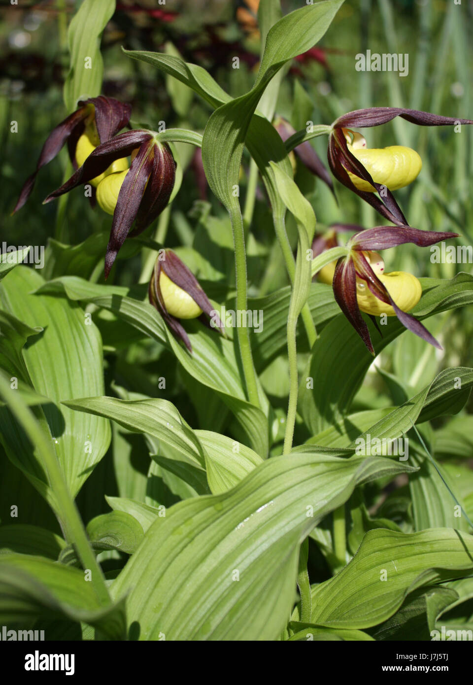 flower plant conservation of nature flora orchid protected sheltered ...