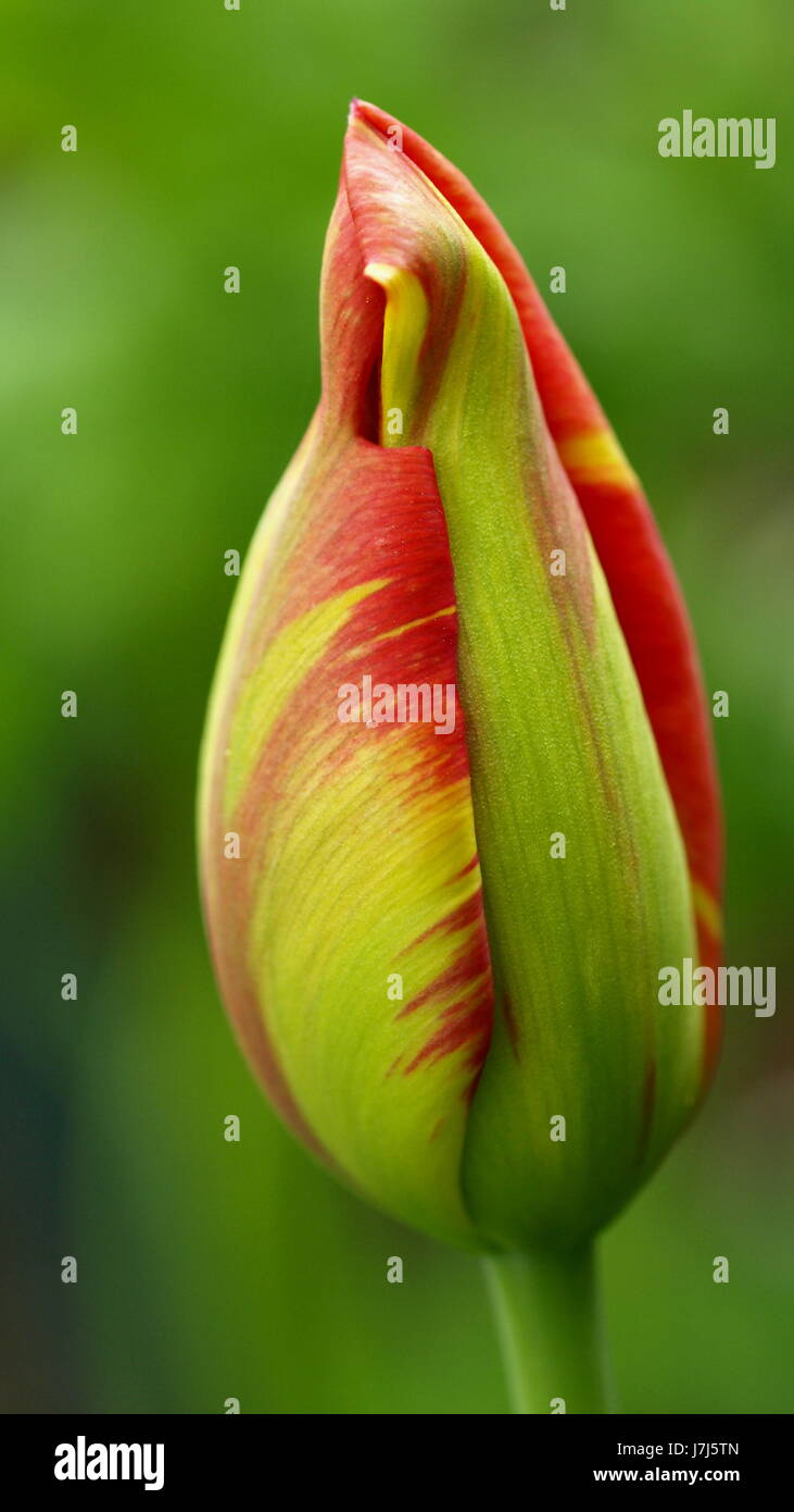 bud flower plant tulip budding striated bud flower plant tulip budding ...