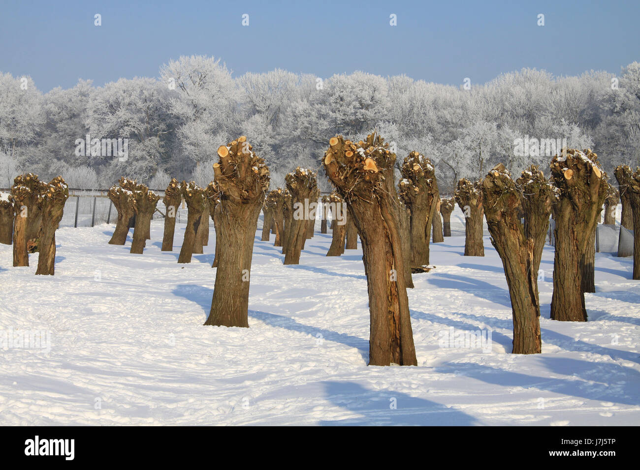 willow trees in winter Stock Photo - Alamy