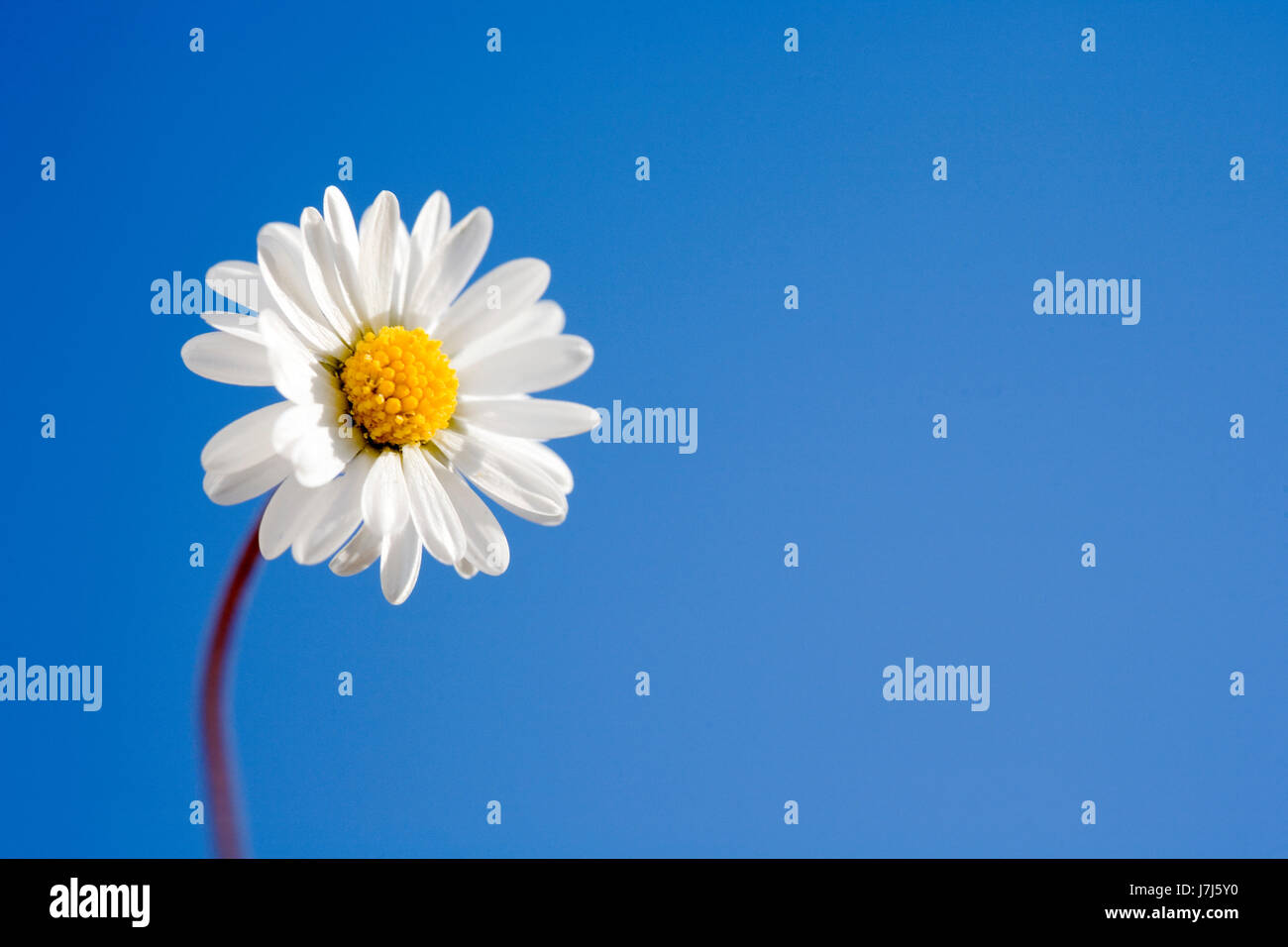 blue firmament sky yellow blue flower plant firmament sky yellow Stock ...