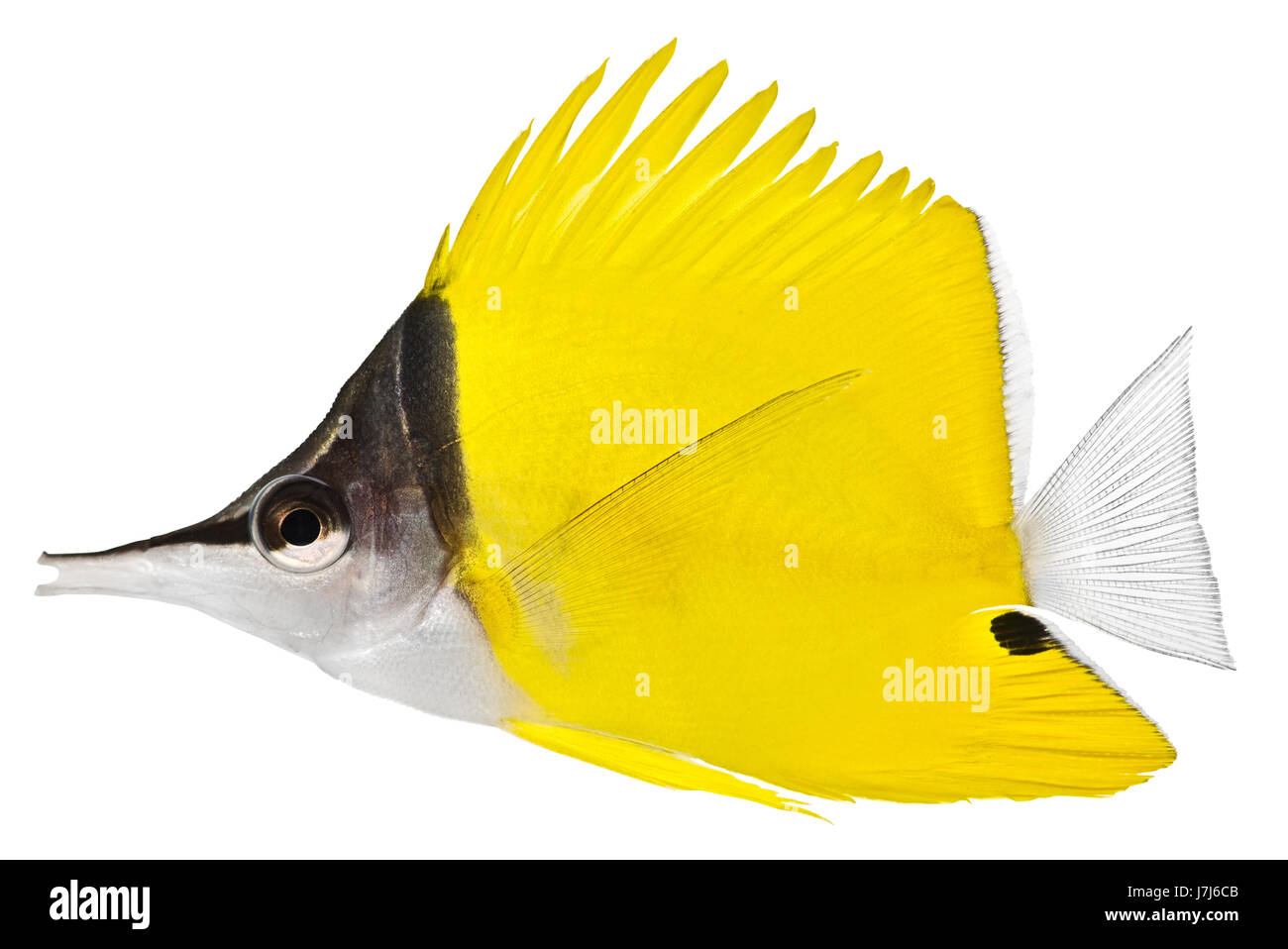 Long nose fish hi-res stock photography and images - Alamy