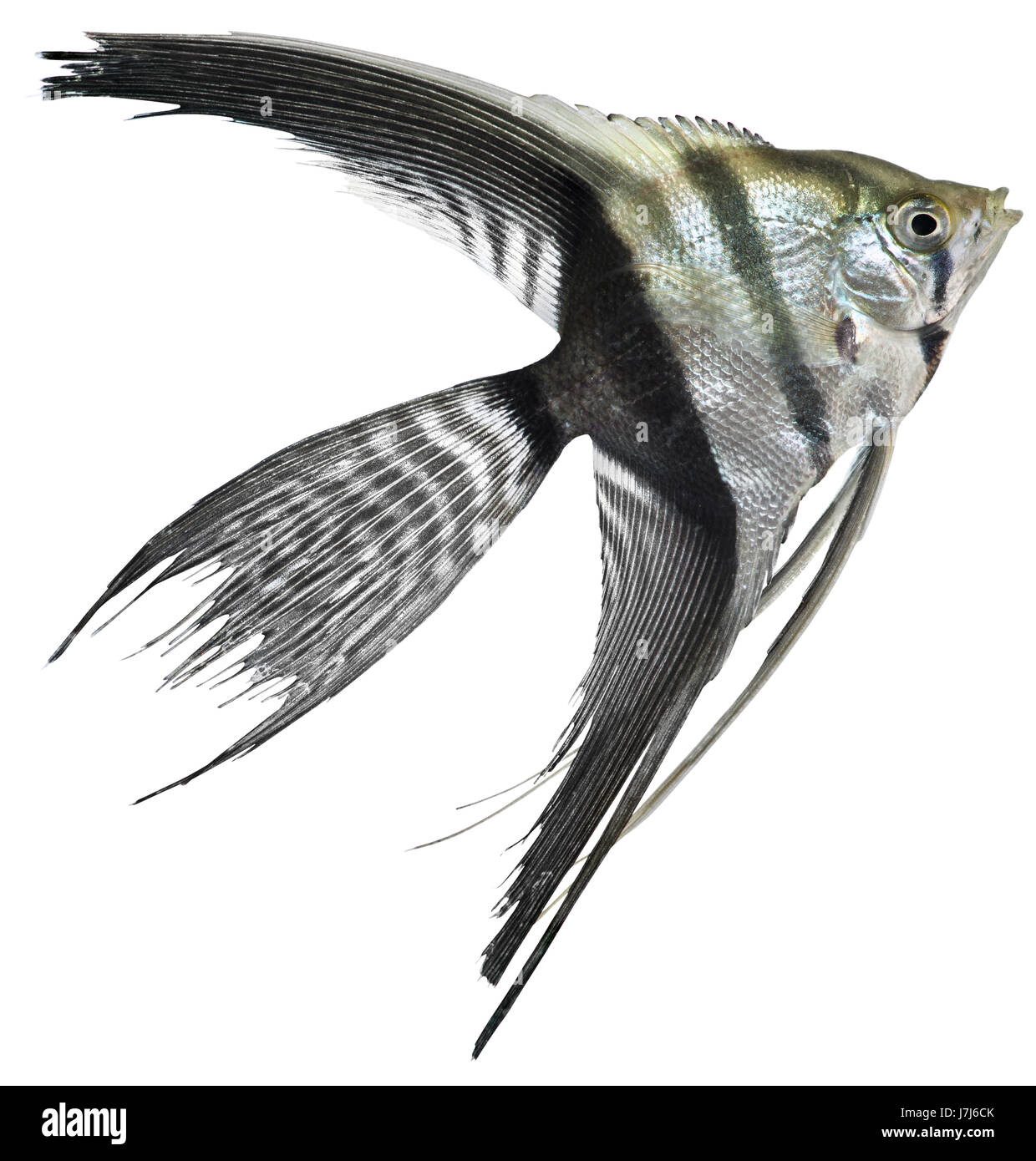 Black Lace Angelfish