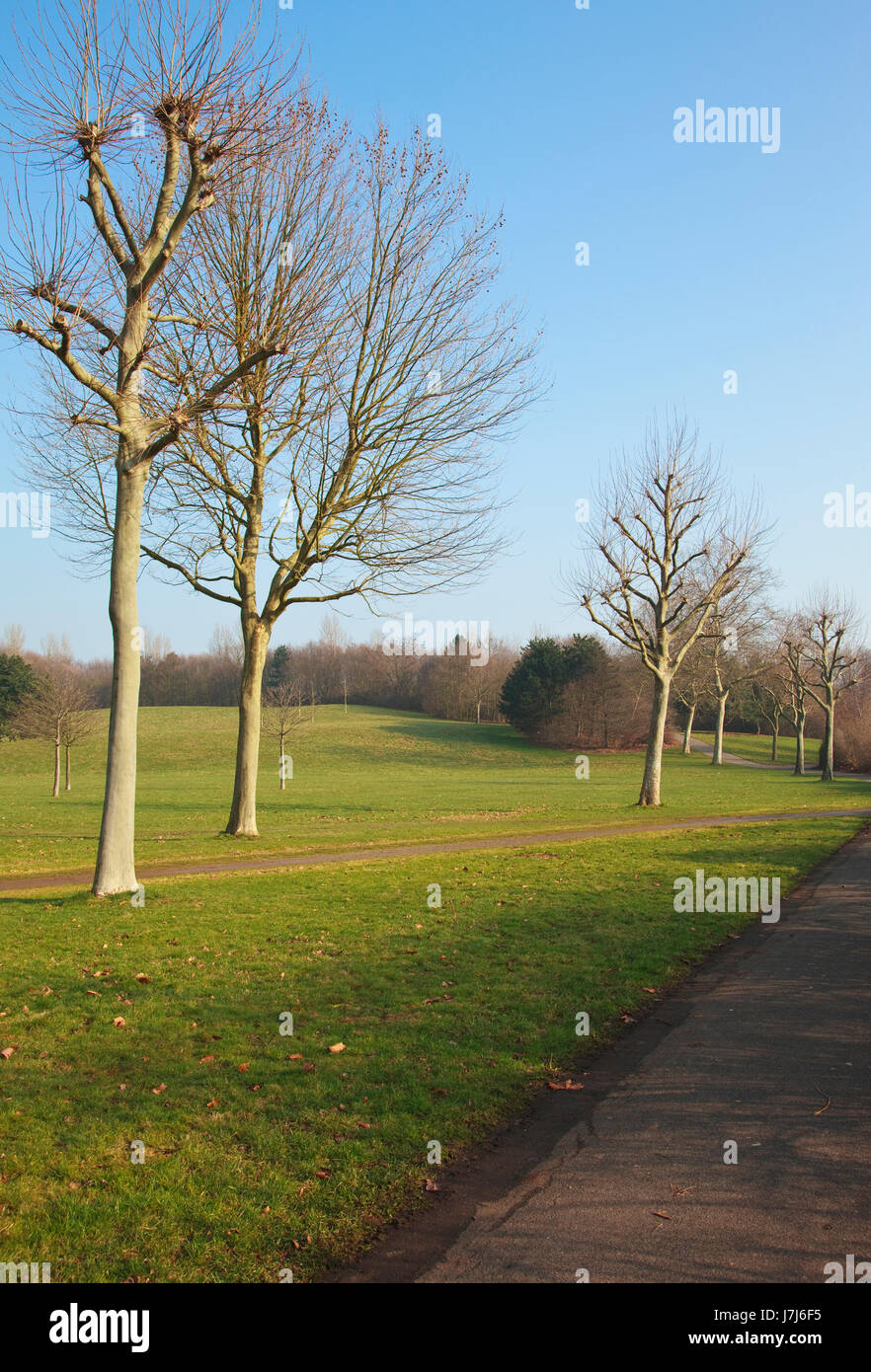 blue shine shines bright lucent light serene luminous tree trees spring ...