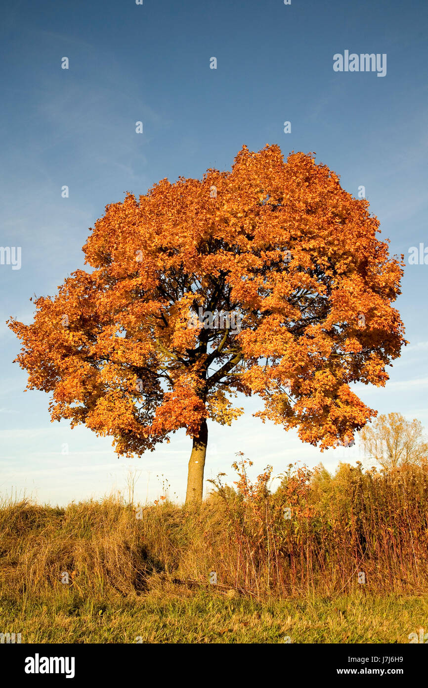 shine shines bright lucent light serene luminous tree coloured ...