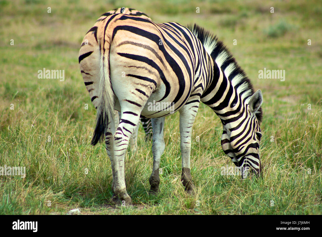 park animal mammal wild africa namibia face watchful black swarthy ...