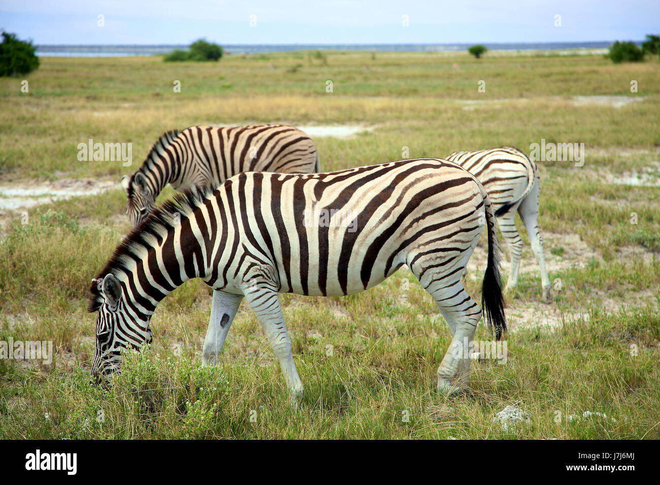 park animal mammal wild africa namibia face watchful black swarthy ...