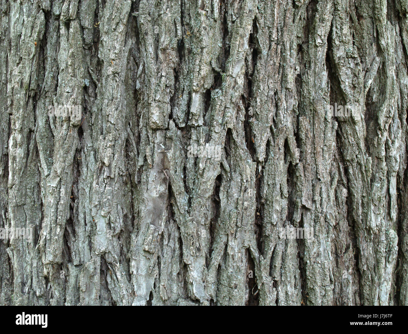 Tree barck texture background Stock Photo - Alamy