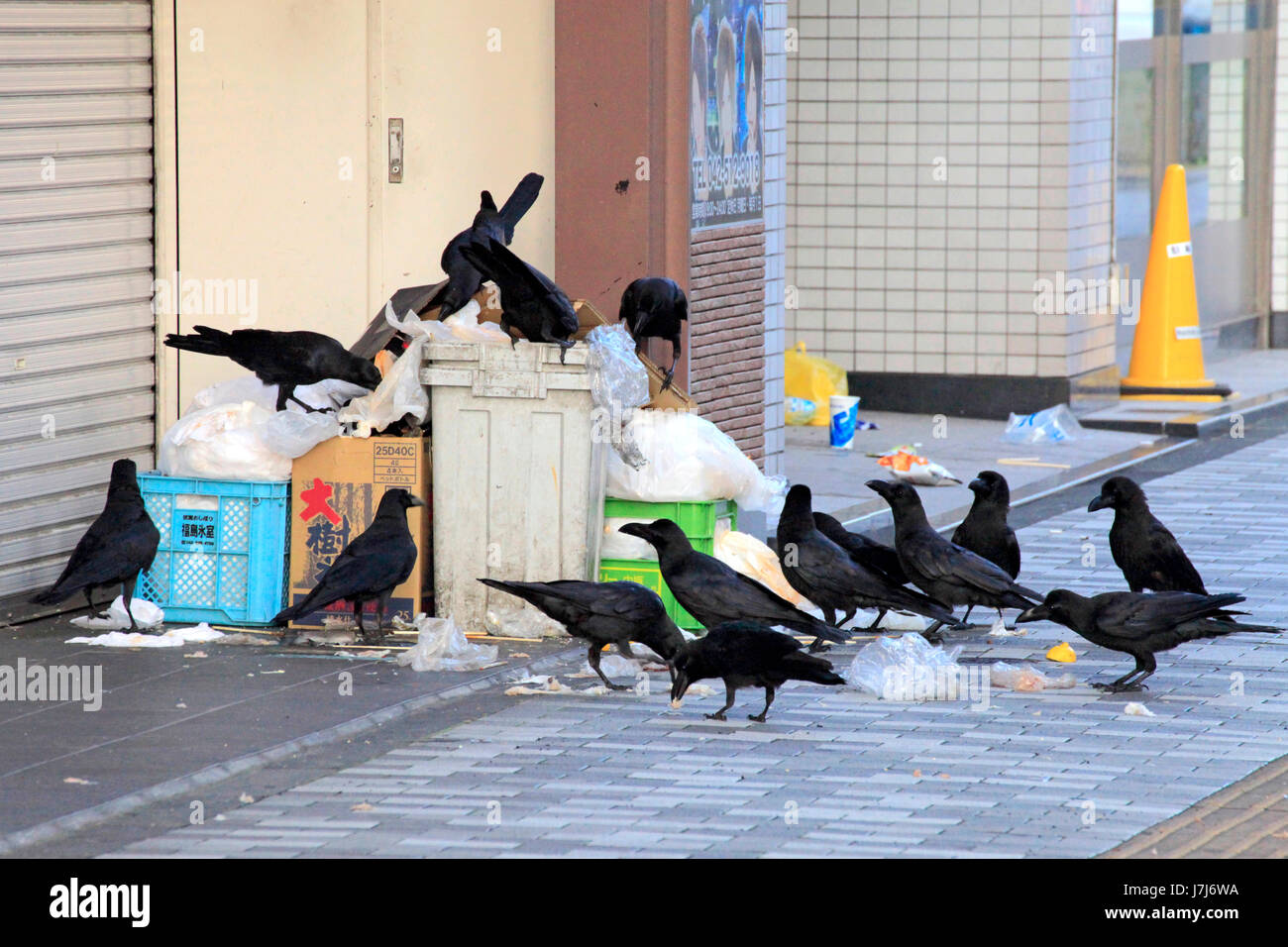 Tokyo city crows hi-res stock photography and images - Alamy