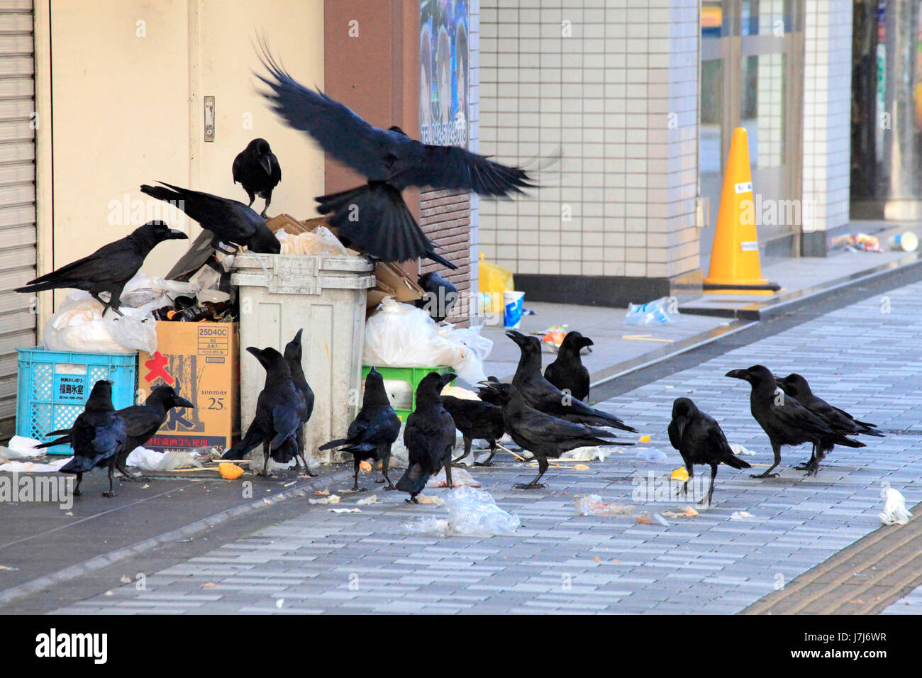 Urban Crows on Garbage in Tachikawa city Tokyo Japan Stock Photo - Alamy