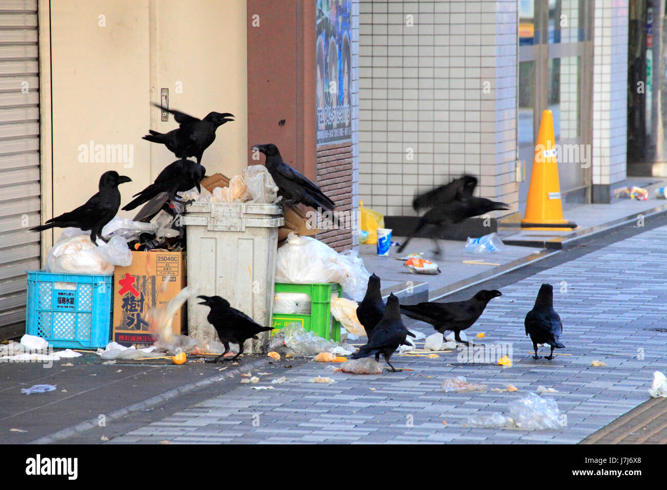 Urban Crows on Garbage in Tachikawa city Tokyo Japan Stock Photo - Alamy