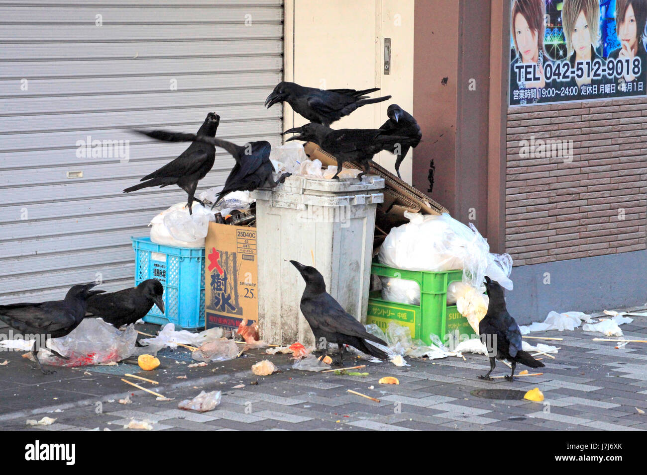 Urban Crows on Garbage in Tachikawa city Tokyo Japan Stock Photo - Alamy