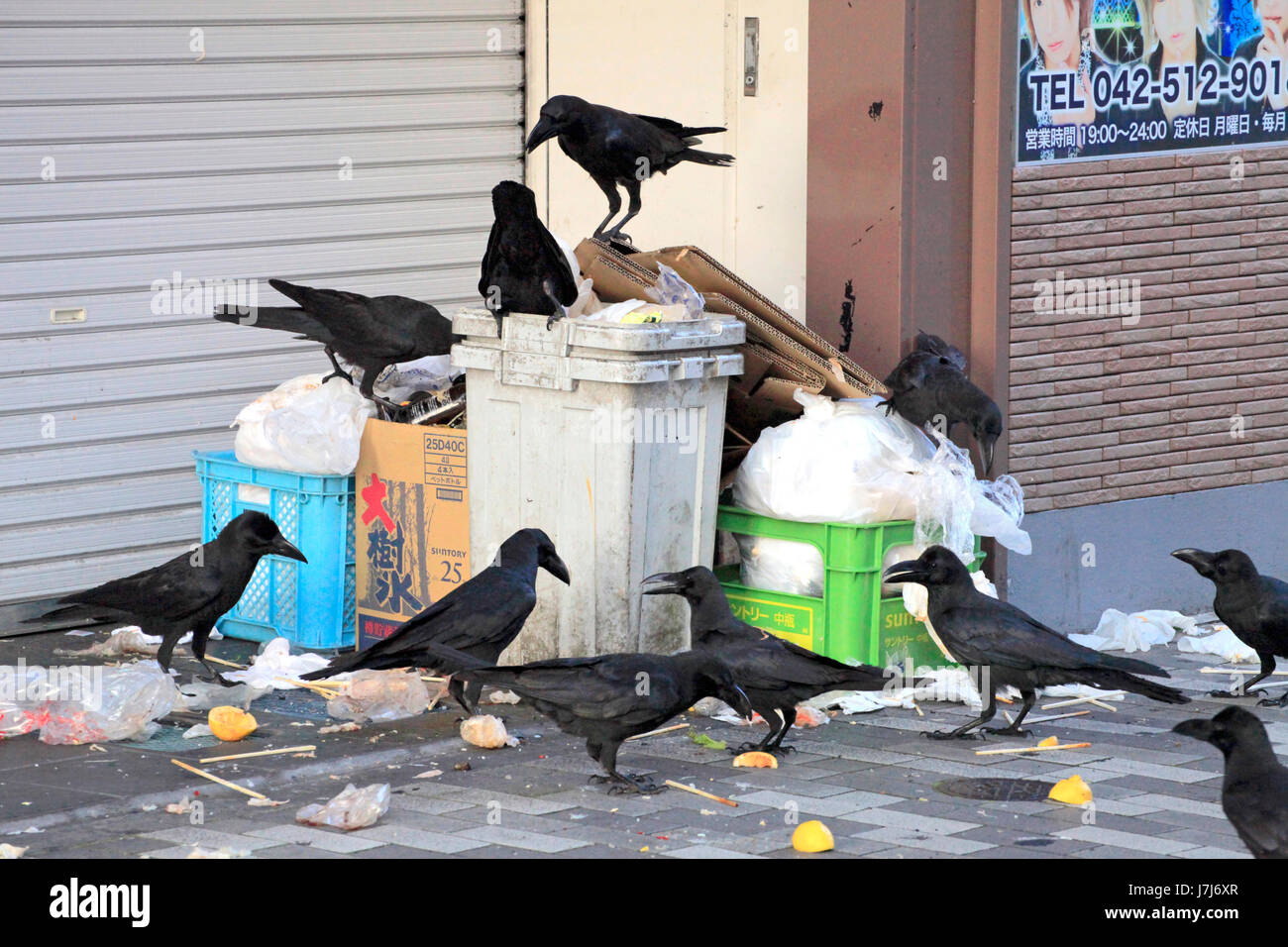 Flock crows urban hi-res stock photography and images - Alamy