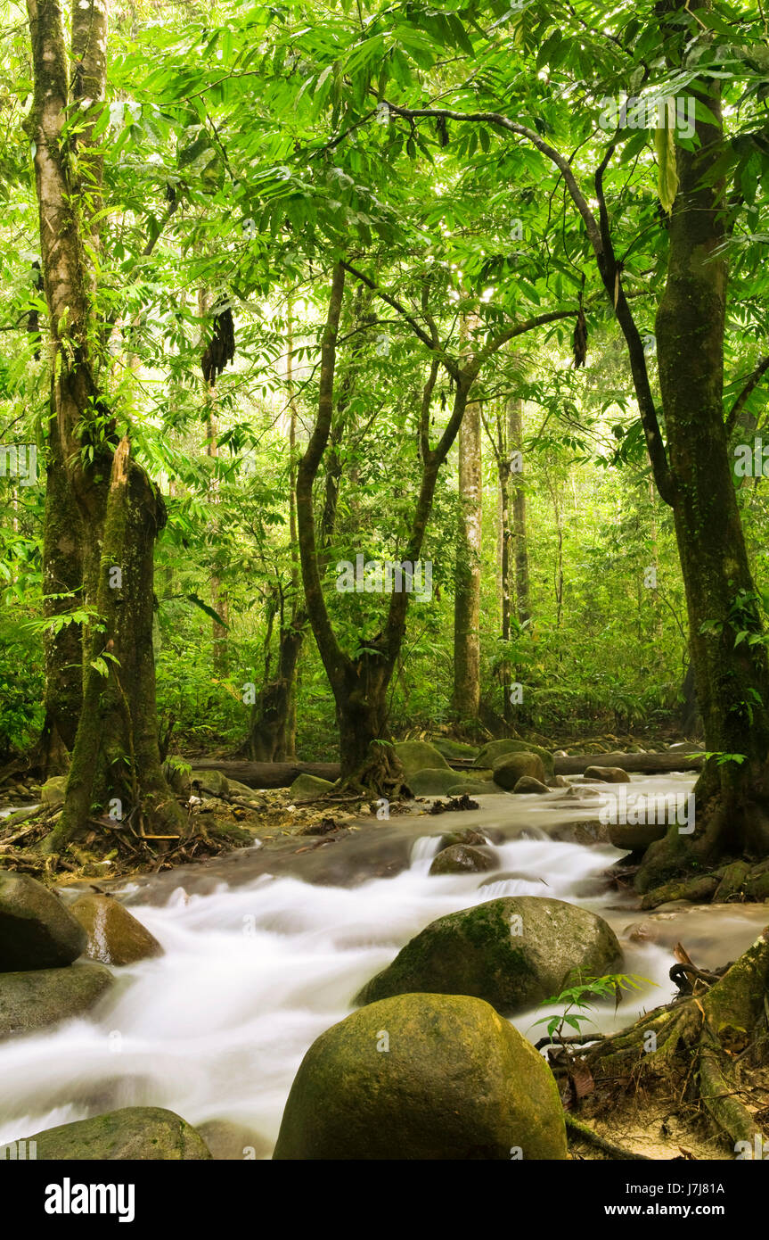 beautiful beauteously nice leaf environment enviroment tree park stone ...