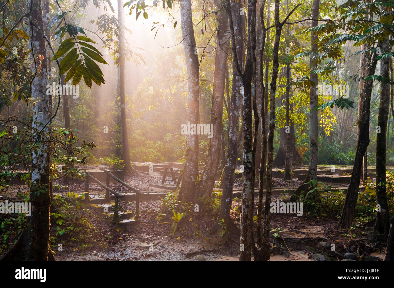 beautiful beauteously nice leaf environment enviroment tree park wild ...