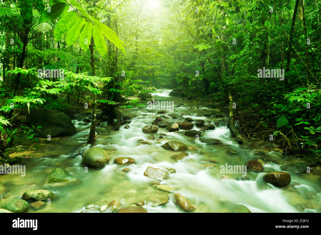 beautiful beauteously nice leaf environment enviroment tree park stone ...