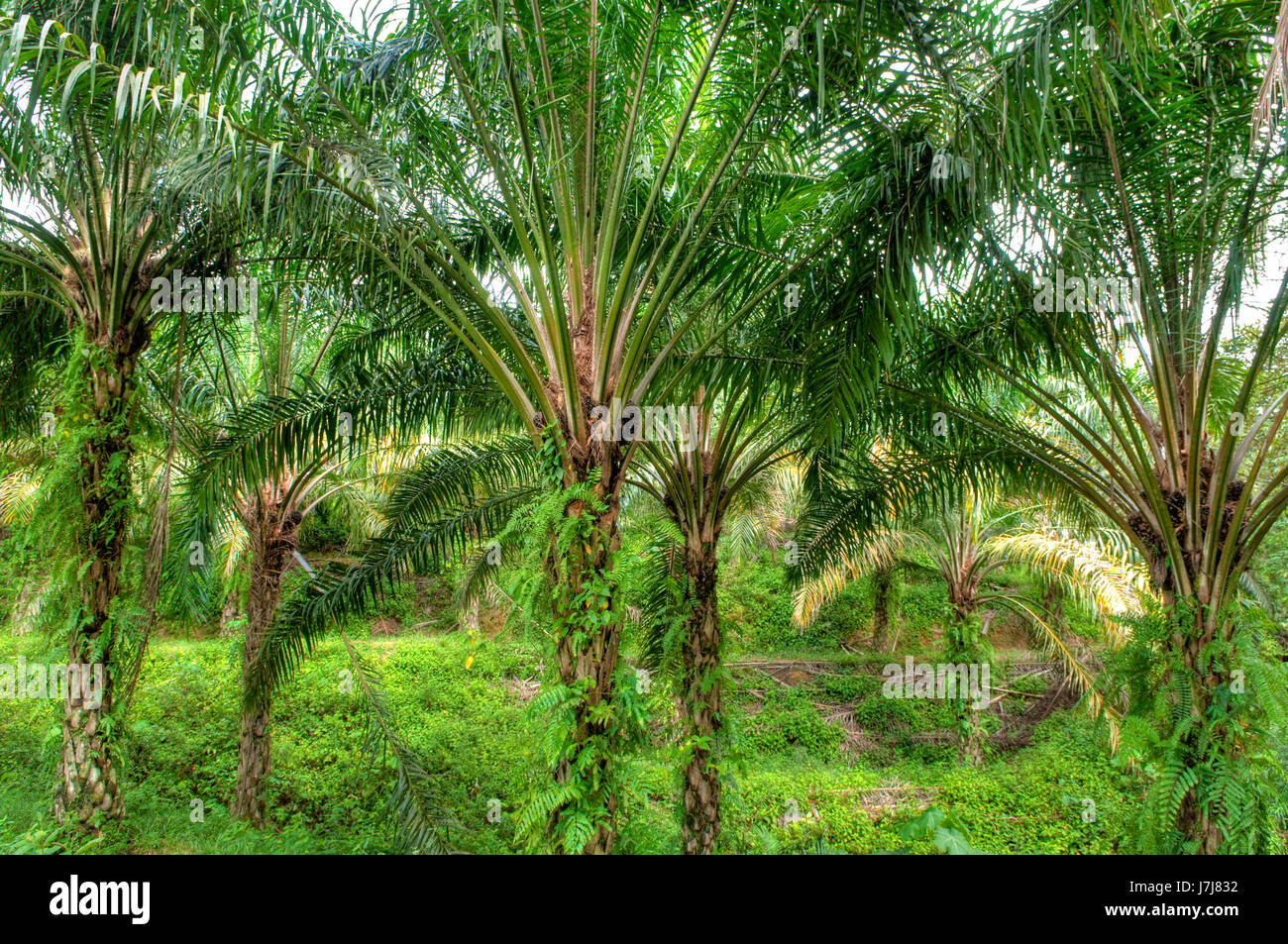 leaf tree industry asia trunk agriculture farming flora harvest ...