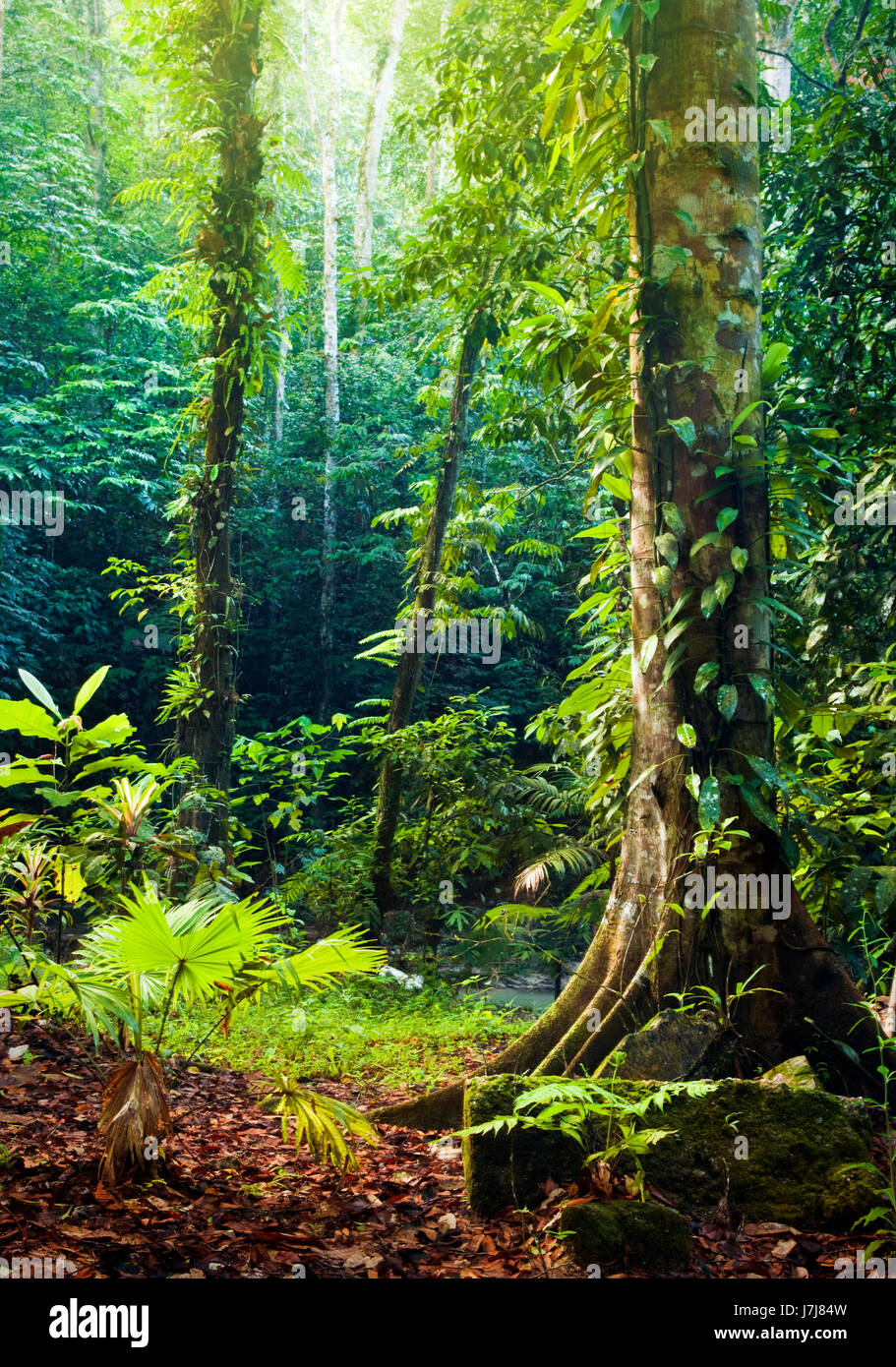 beautiful beauteously nice leaf environment enviroment tree park stone ...